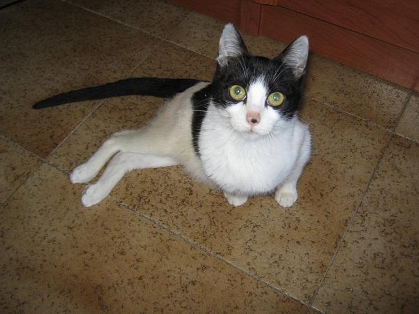 Types of Cat Spine Problems
