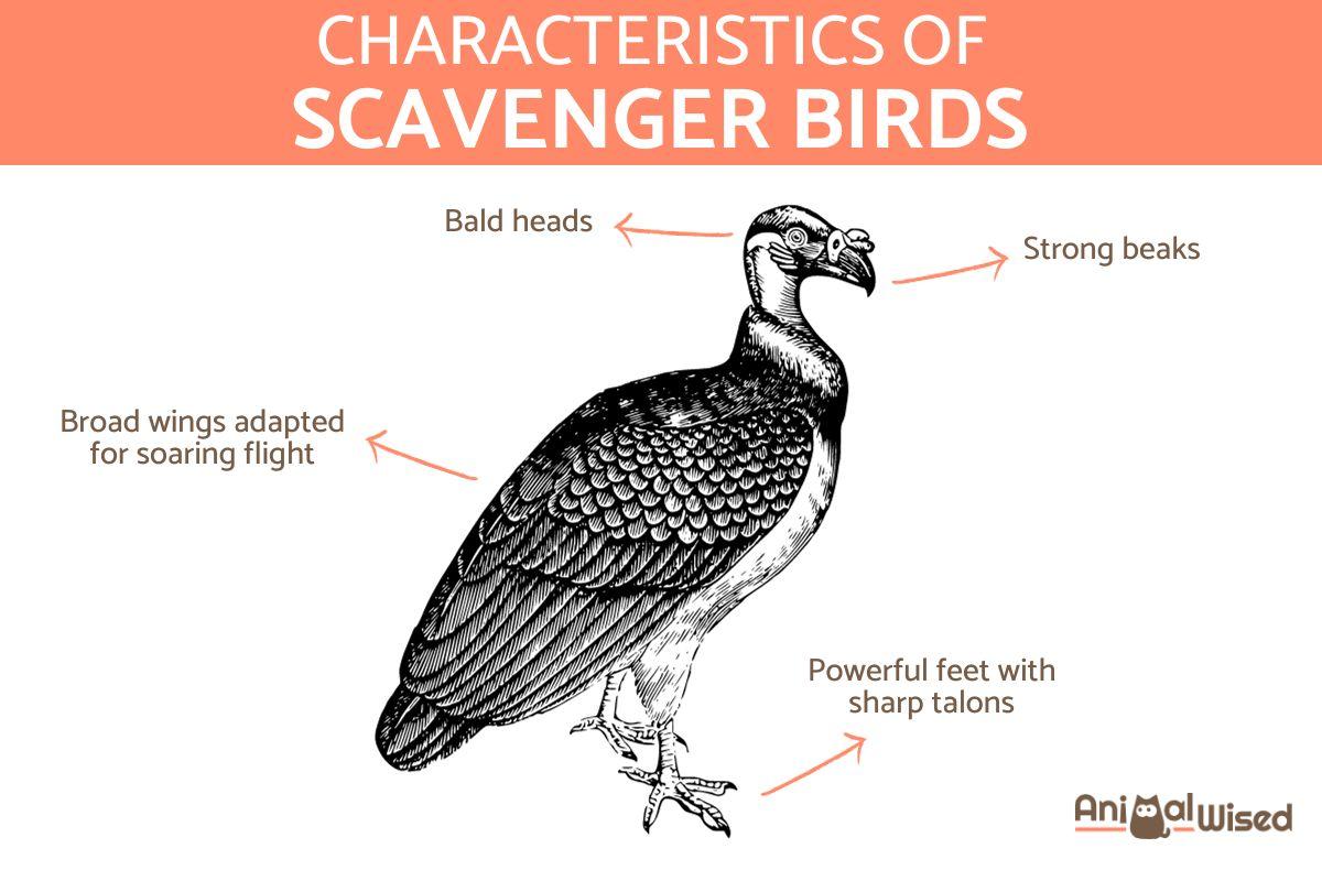 Scavenger Birds - Classification, Types and Examples (With Photos)