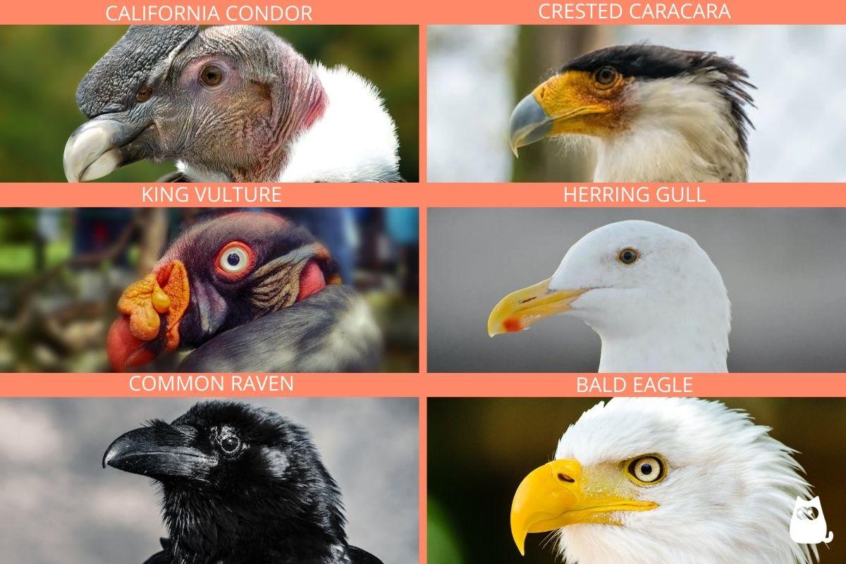 Scavenger Birds - Classification, Types and Examples (With Photos)