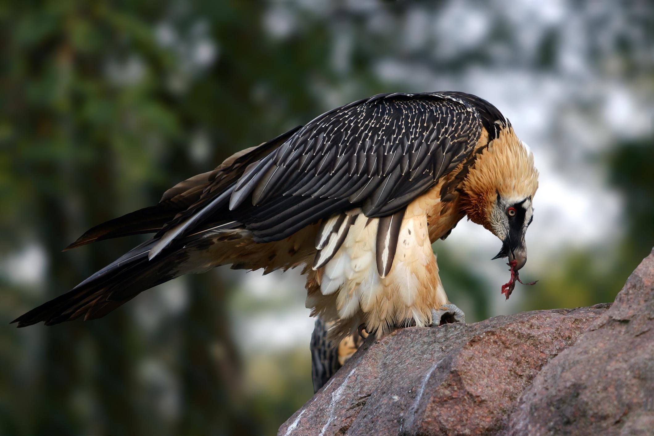 Scavenger Birds - Classification, Types and Examples (With Photos)