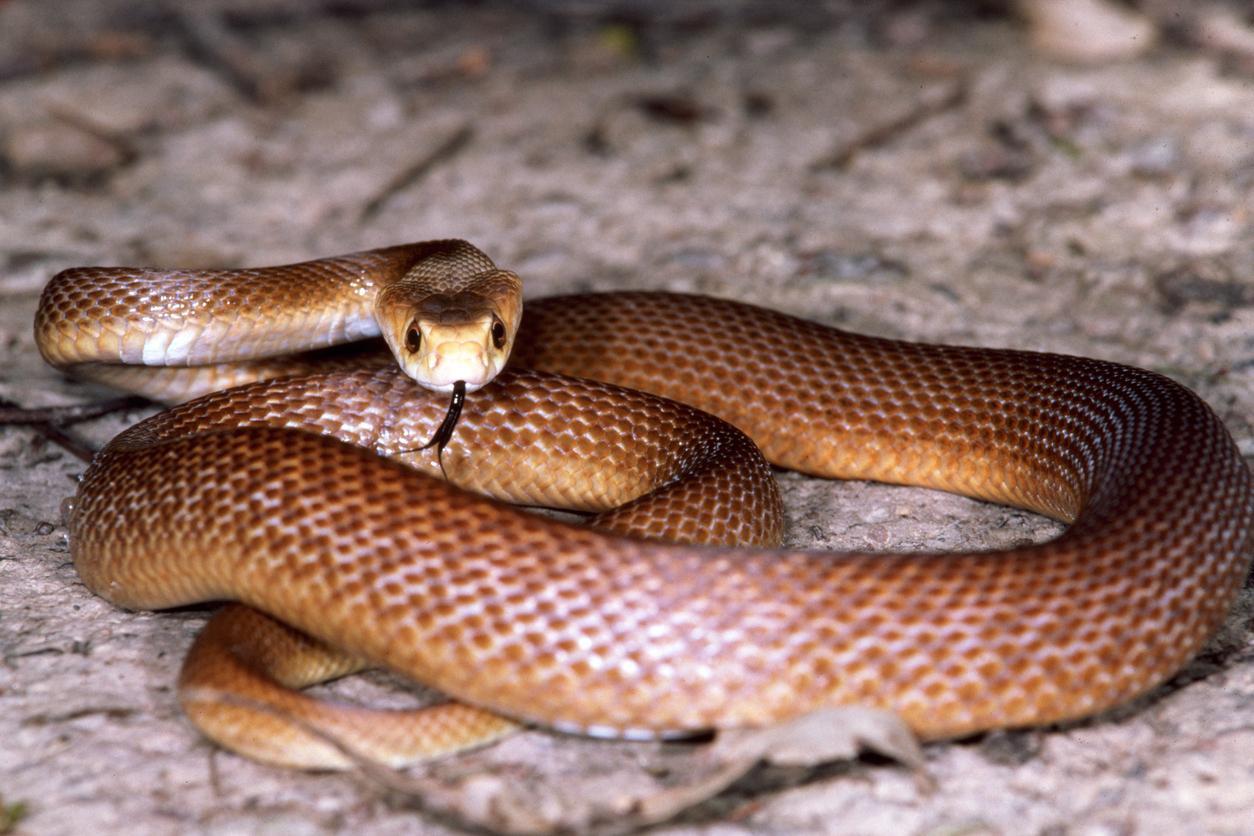 Types of Taipan Snake Species - Characteristics of Venomous Taipan ...