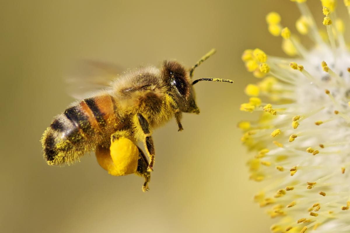 All About Bee Legs - Understanding Functions & Anatomy