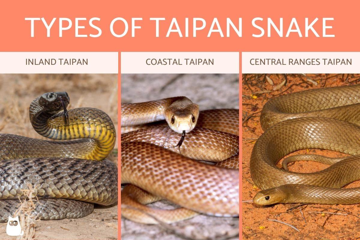 Types of Taipan Snake Species - Characteristics of Venomous Taipan ...