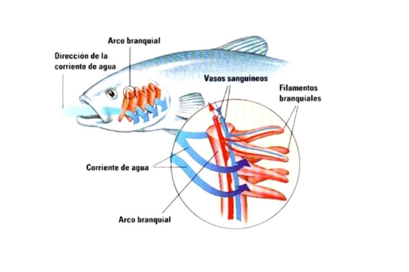 How Do Fish Breathe? - Underwater Respiration