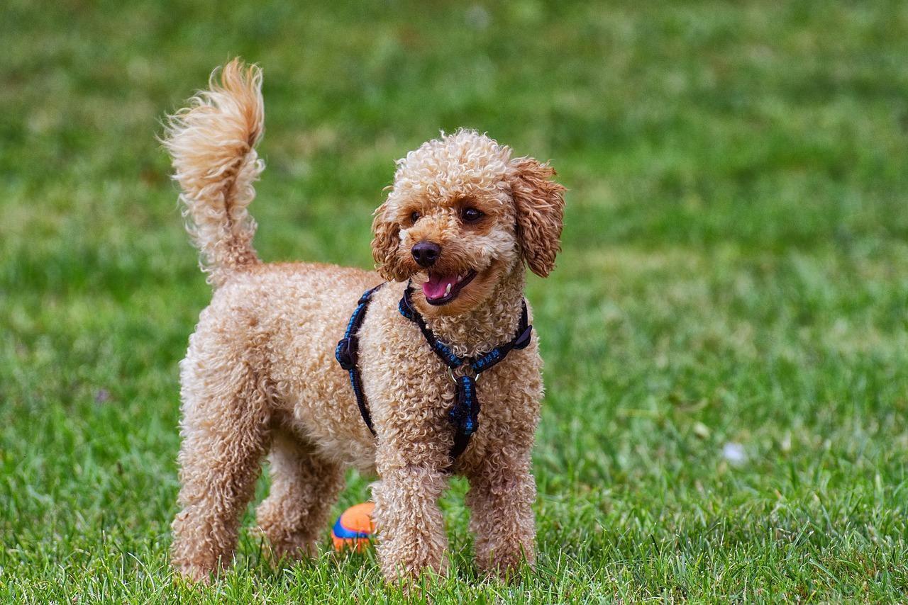 Types of Poodle - Sizes and Mixes (with Photos!)