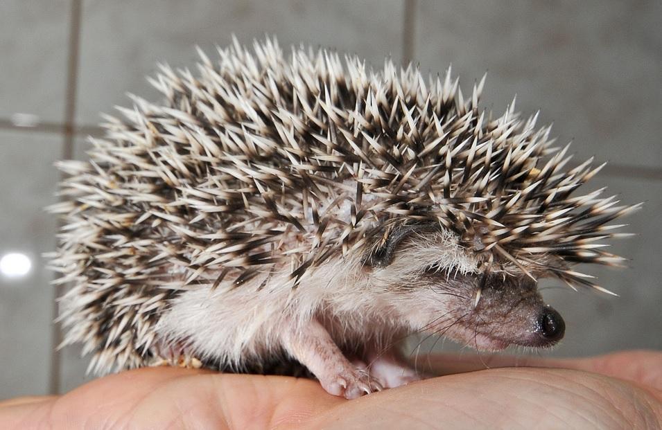 Keeping a Hedgehog as a Pet - Are Hedgehogs Good Pets?