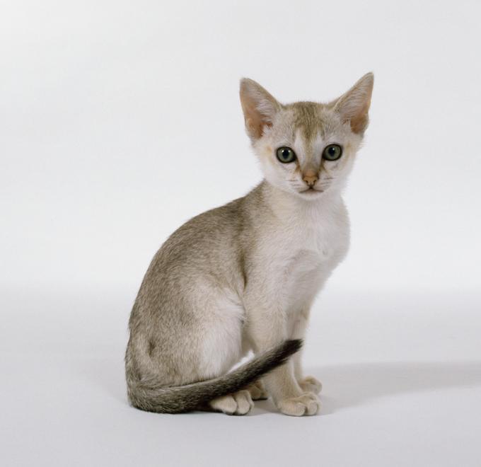 Top 5 Smallest Cat Breeds in the World - List & Description
