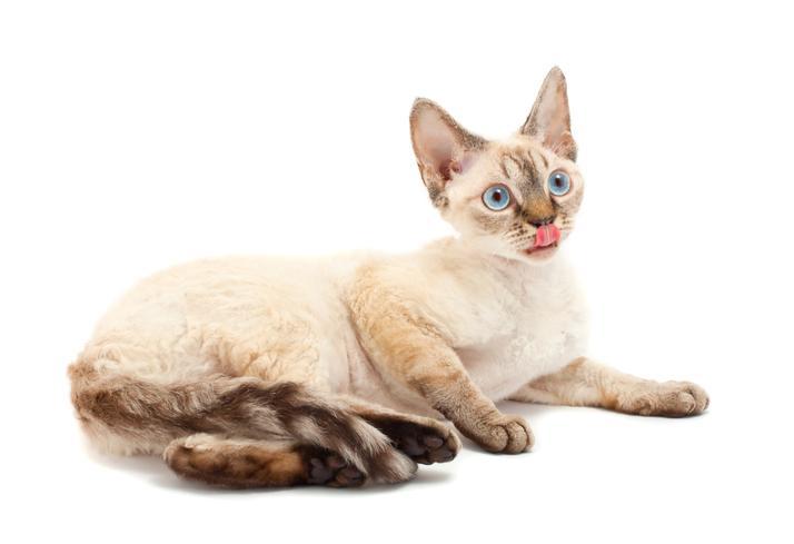 Top 5 Smallest Cat Breeds in the World - List & Description