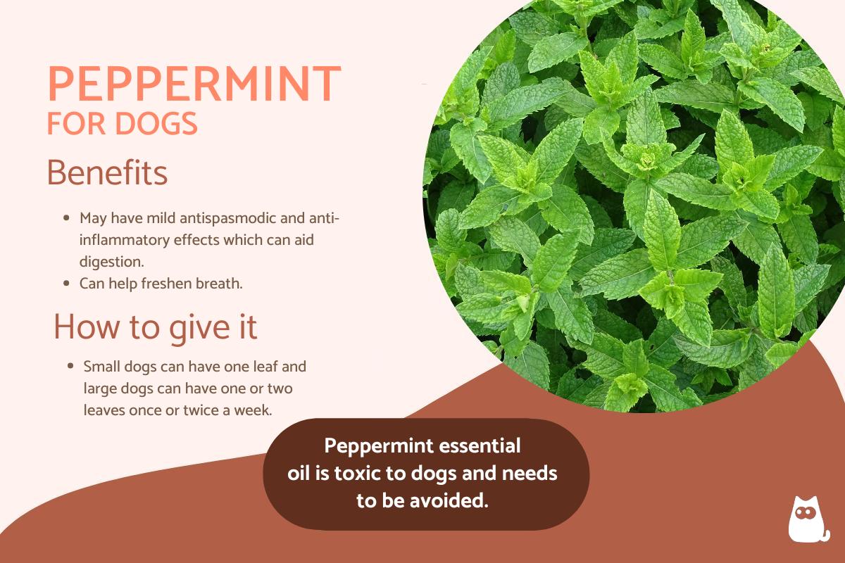 Can Dogs Eat Peppermint? - Fresh Leaves and Essential Oil