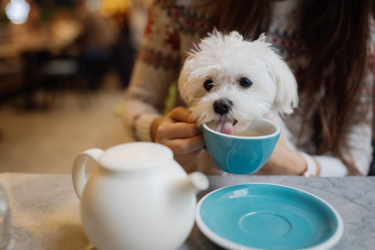 Can Dogs Eat Peppermint? - Fresh Leaves and Essential Oil