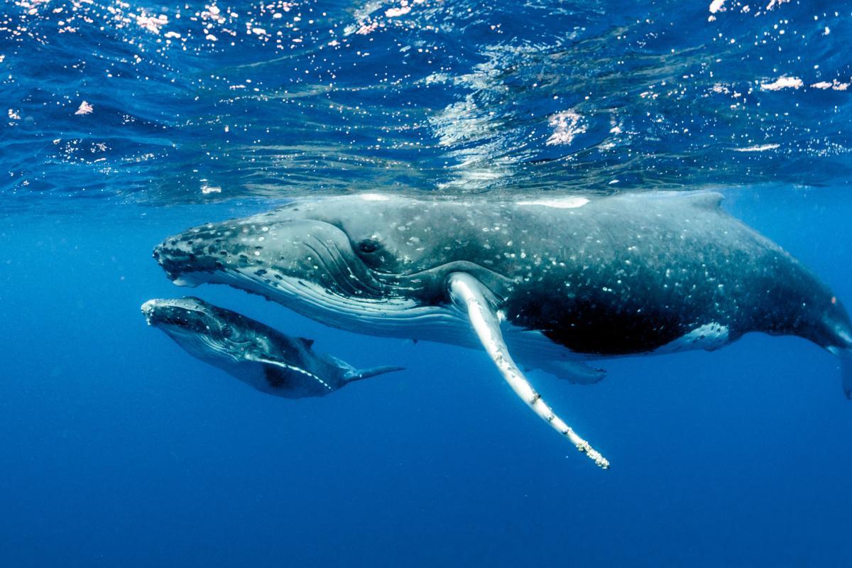 10 Fun Facts About Blue Whales You Didn't Know