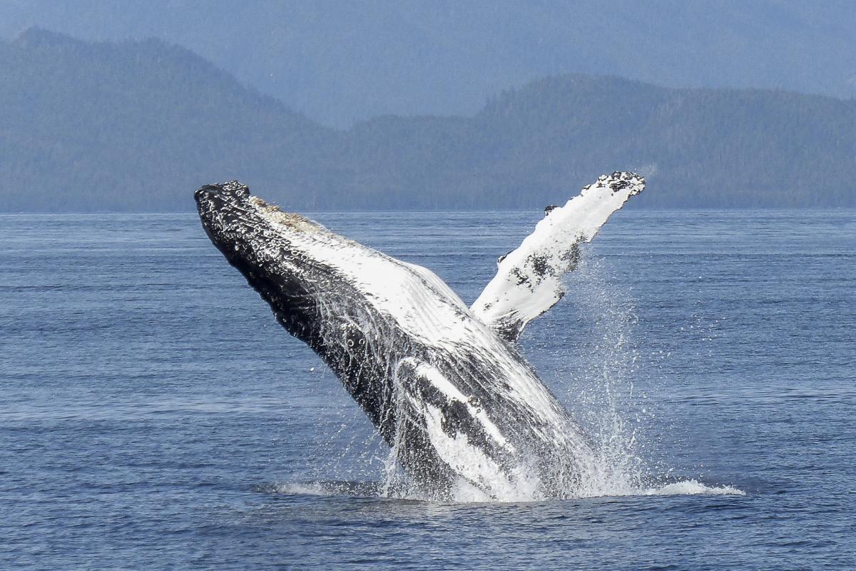 10 Fun Facts About Blue Whales You Didn't Know