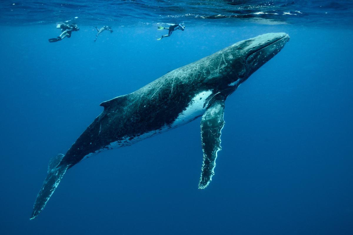 10 Fun Facts About Blue Whales You Didn't Know