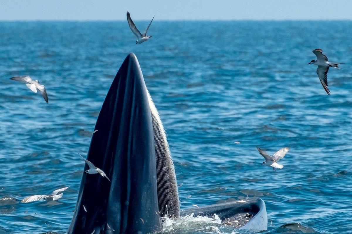 10 Fun Facts About Blue Whales You Didn't Know