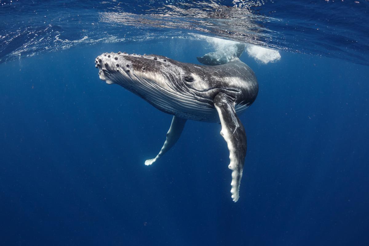 10 Fun Facts About Blue Whales You Didn't Know