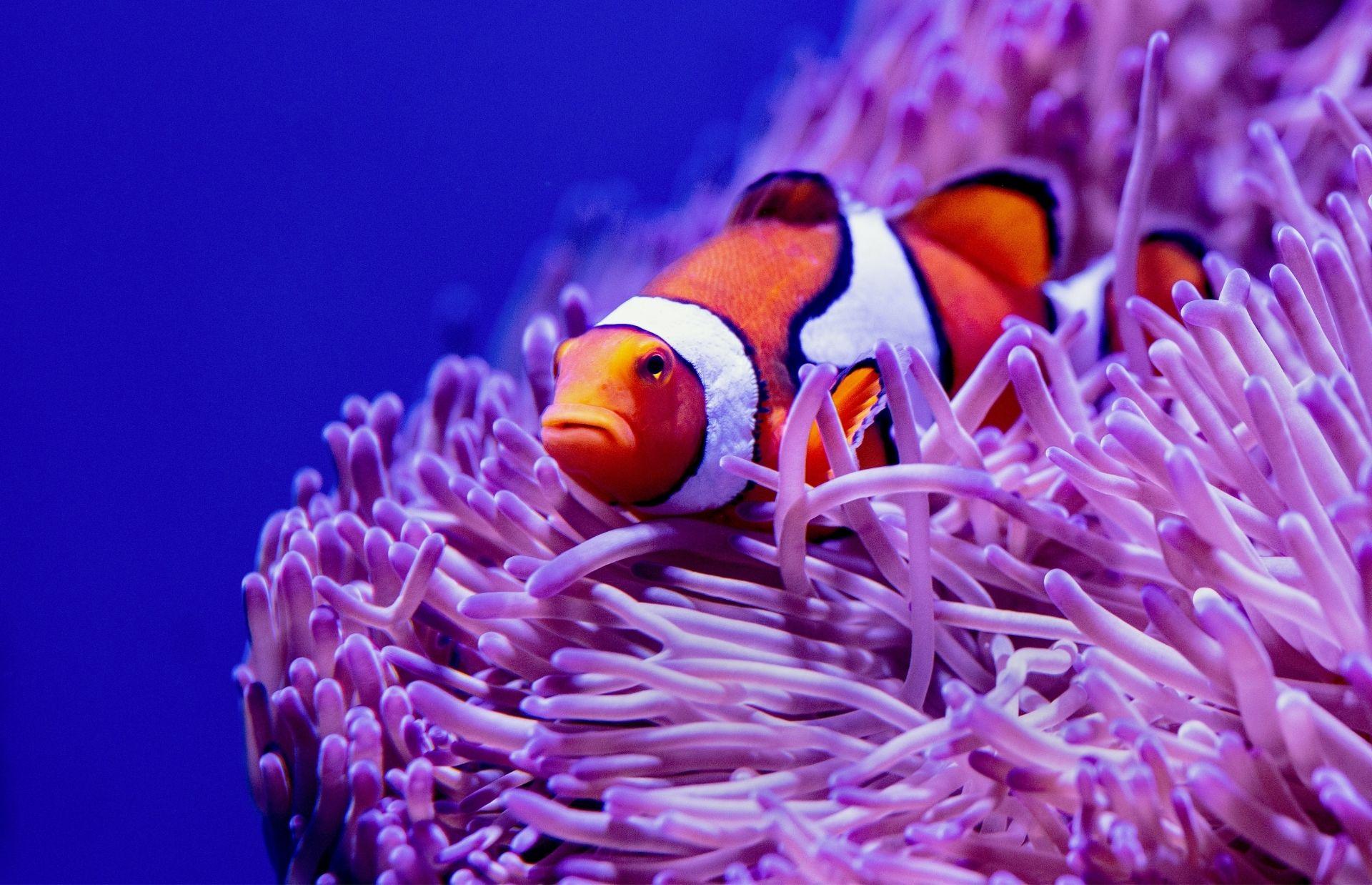 What Are Hermaphrodite Animals? - Definition and Full List!