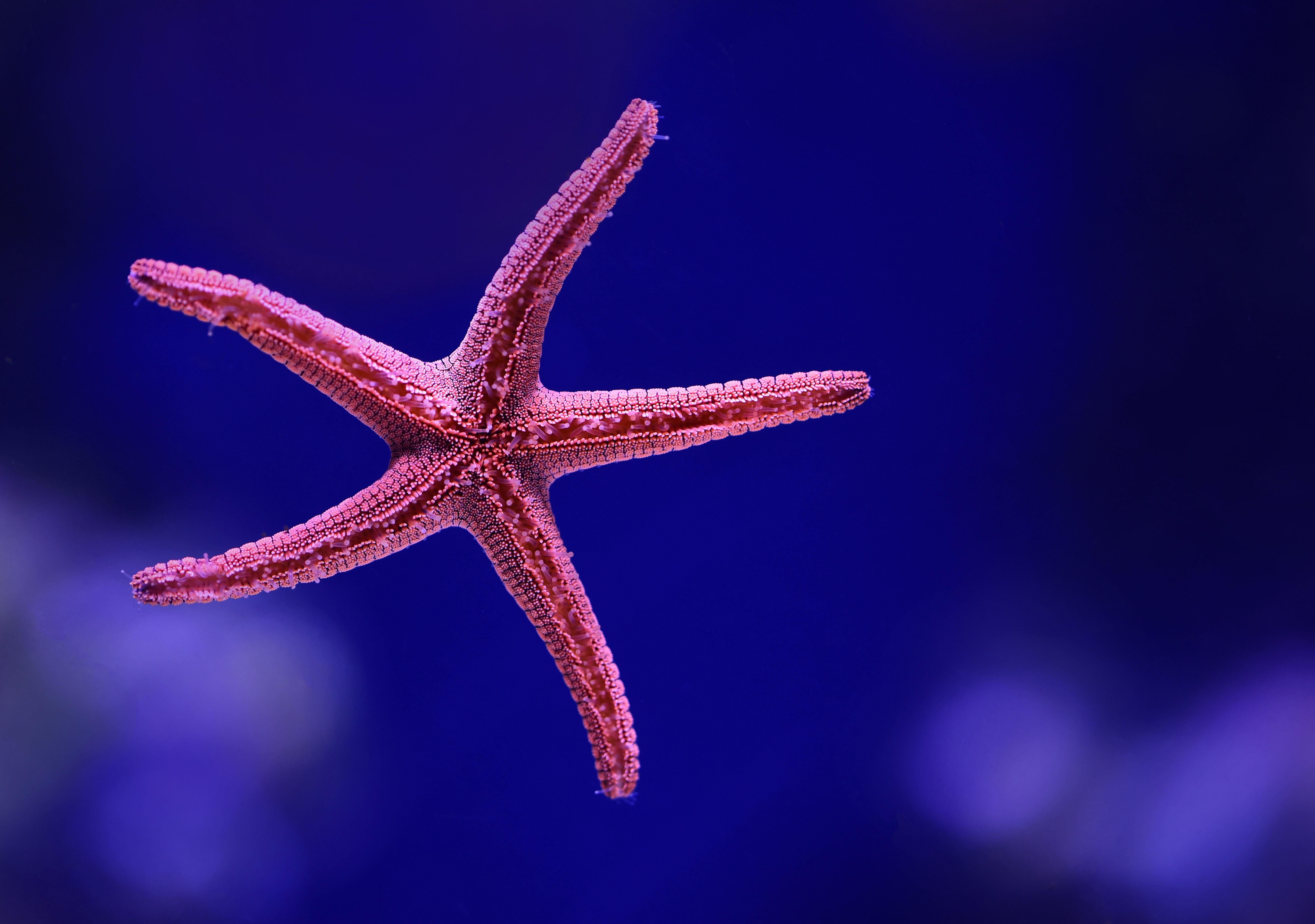 What Are Hermaphrodite Animals? - Definition and Full List!
