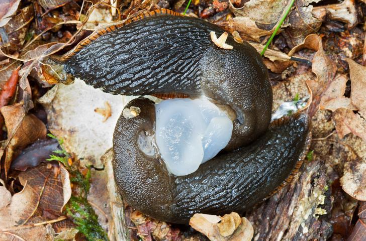 What Are Hermaphrodite Animals? - Definition and Full List!