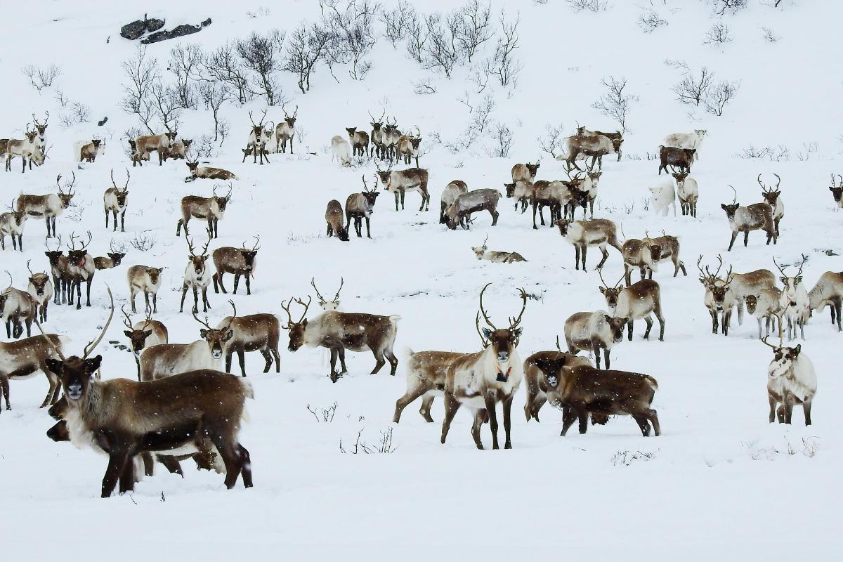 Where Do Reindeer Live? - Discover Their Natural Habitat