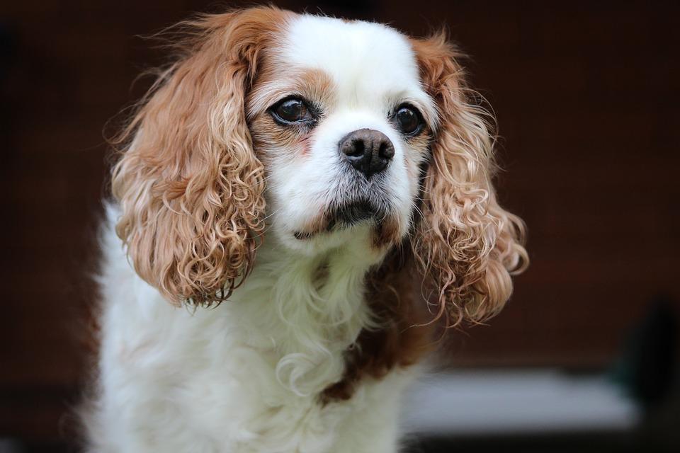 Common Health Issues of the Cavalier King Charles Spaniel