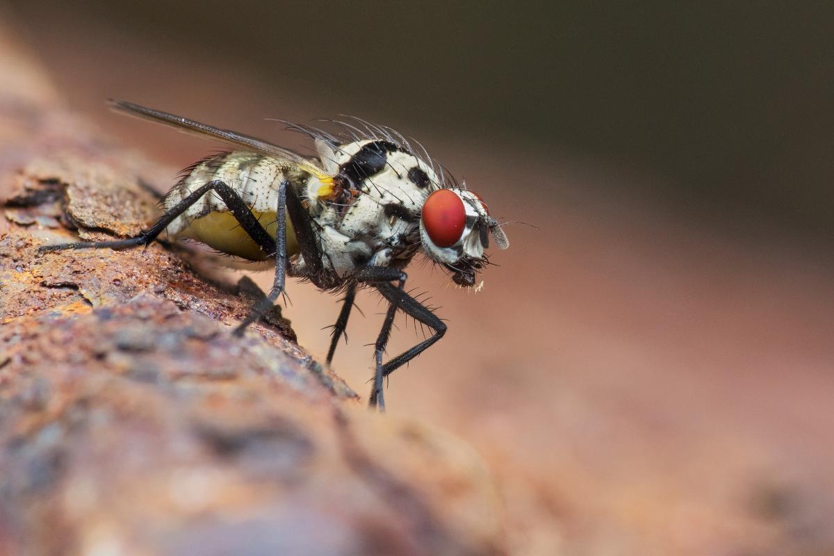 Can Flies Actually Bite Humans? - Types of Biting Flies, Symptoms and ...