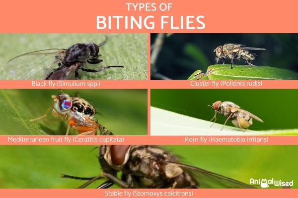 Can Flies Actually Bite Humans Types Of Biting Flies Symptoms And Can Flies Actually Bite Humans Types Of Biting Flies Symptoms And