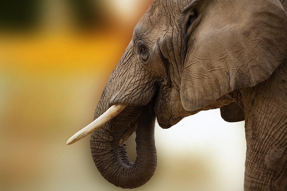 Which Animals Have The Most Teeth?