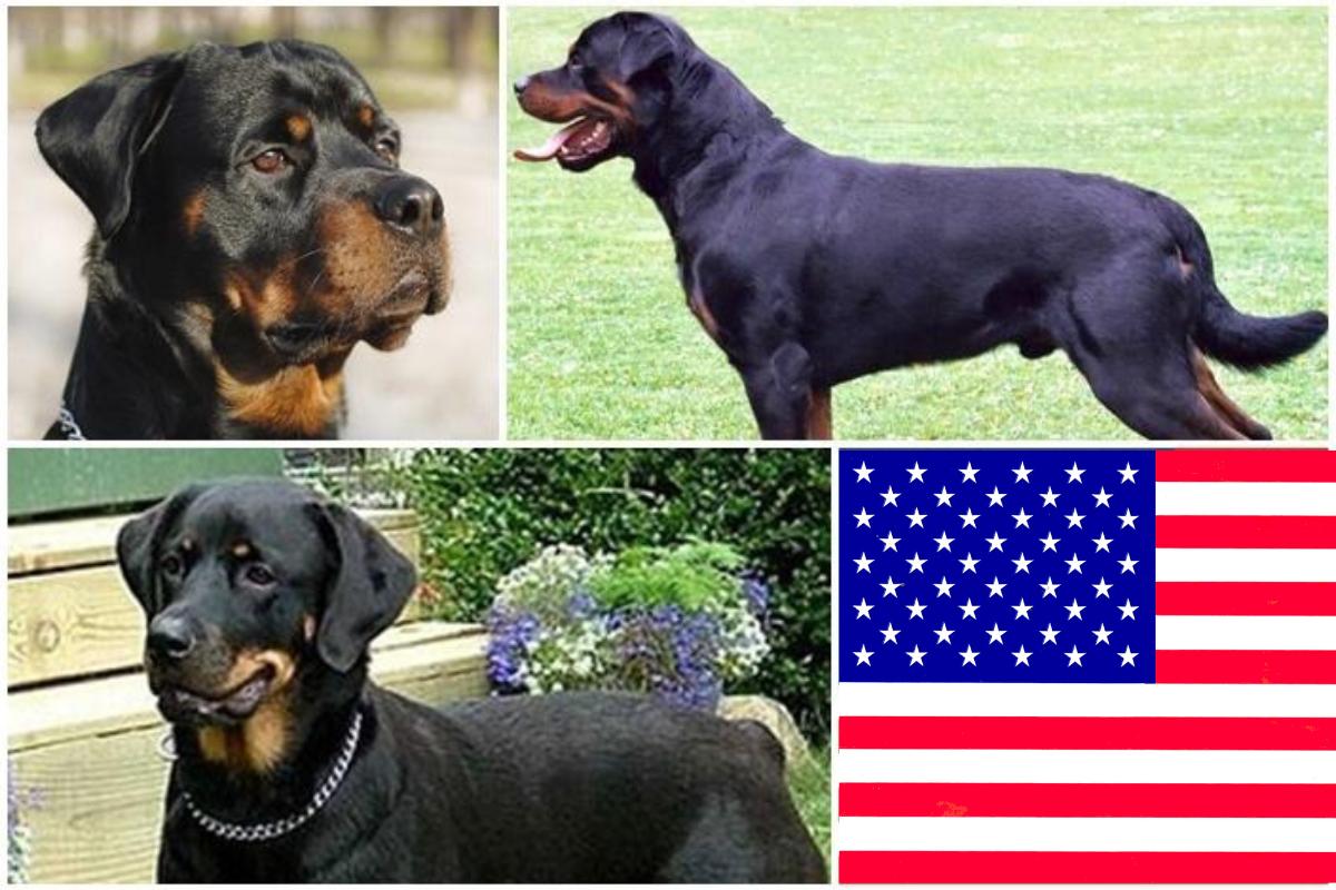 American Rottweiler vs. German Rottweiler - Differences and Characteristics