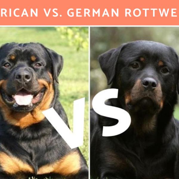 American Rottweiler And German Rottweiler Differences