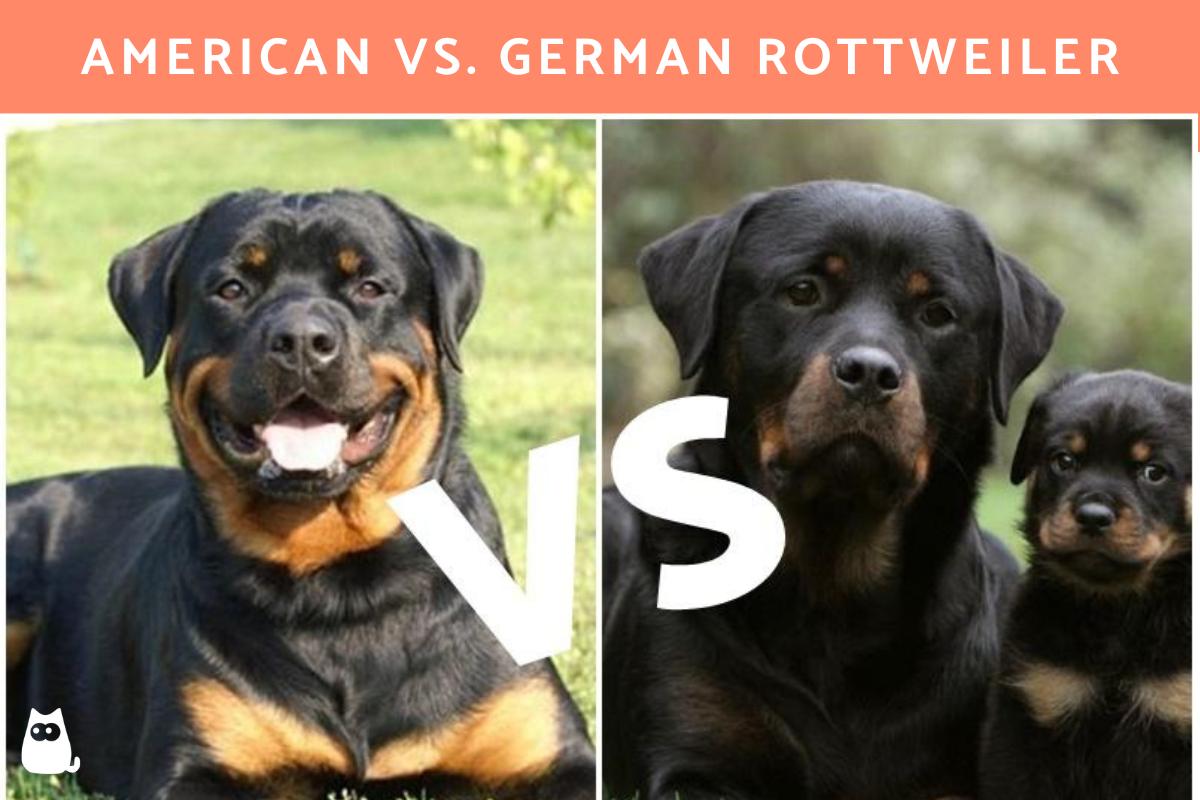 American Rottweiler vs. German Rottweiler - Differences and Characteristics