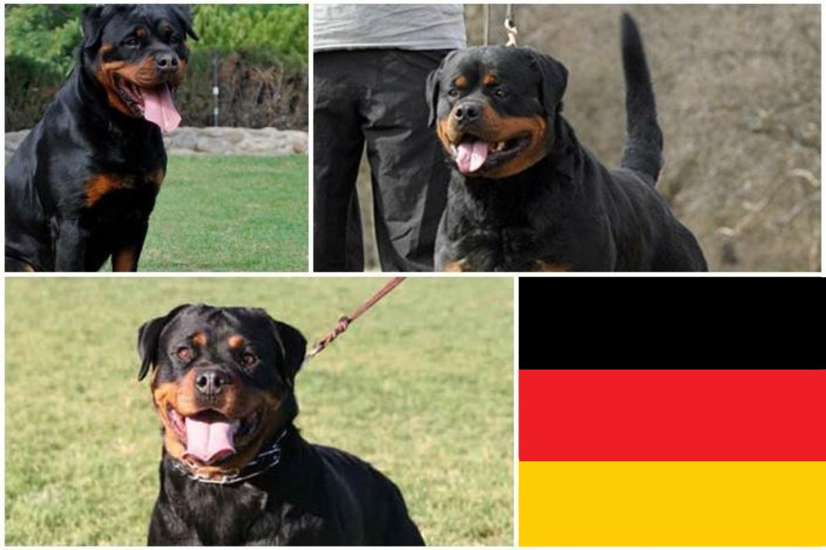 American Rottweiler vs. German Rottweiler - Differences and Characteristics