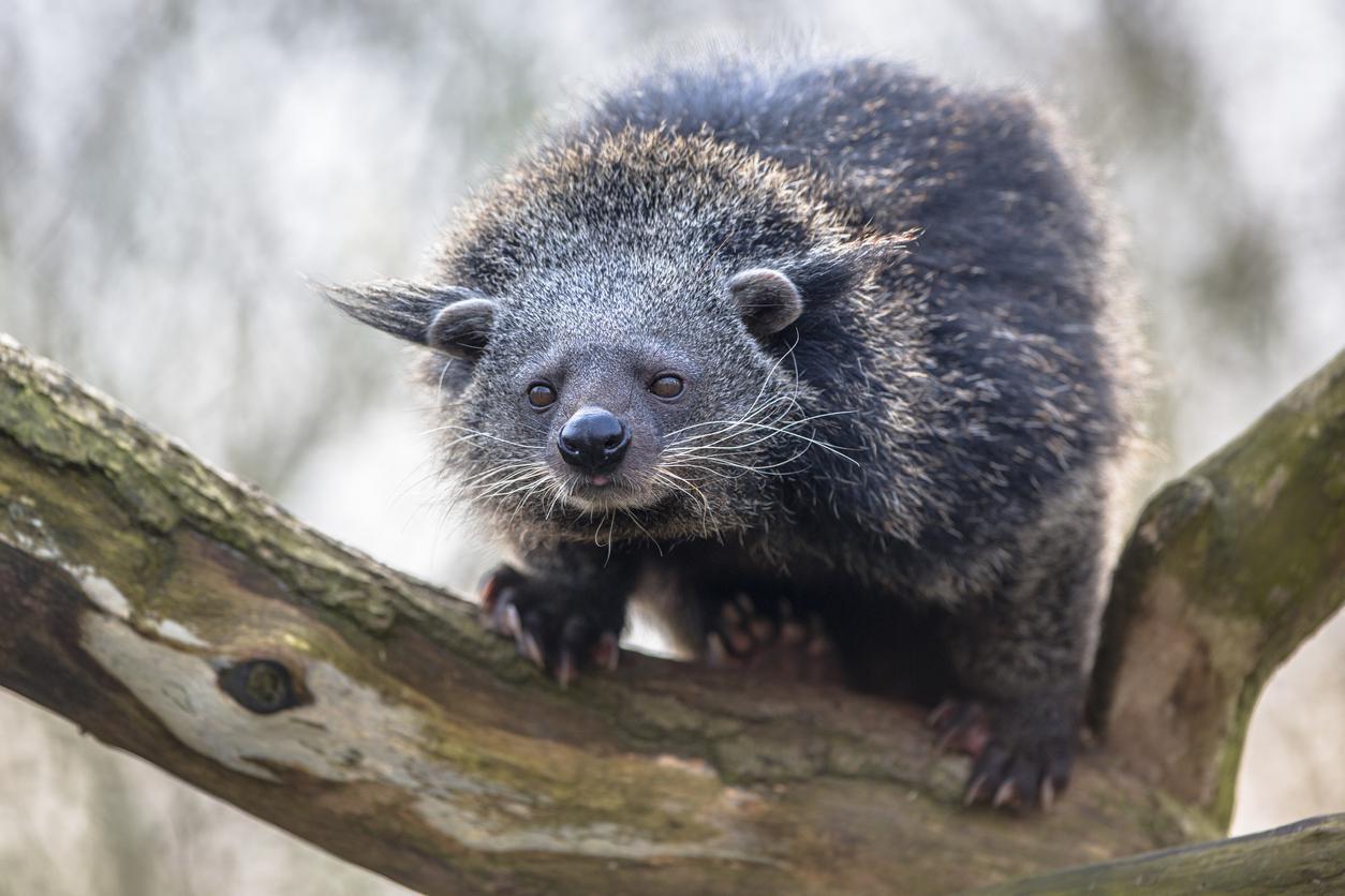 What Is a Binturong? - Bearcat Characteristics - With Photos