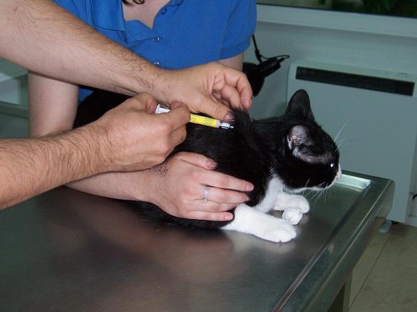 Trivalent Vaccine for Cats - Frequency, Side Effects, and FAQs