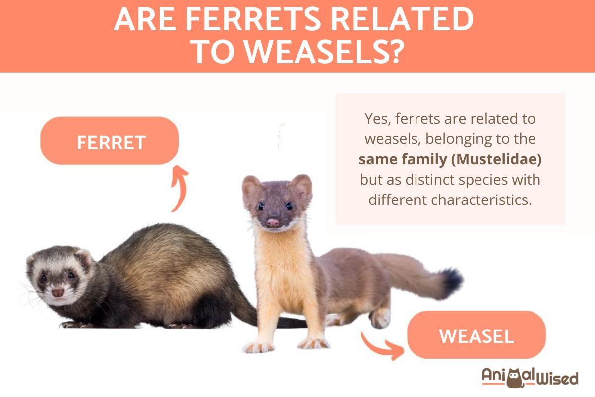 Ferret vs. Weasel - 12 Key Differences You Need to Know