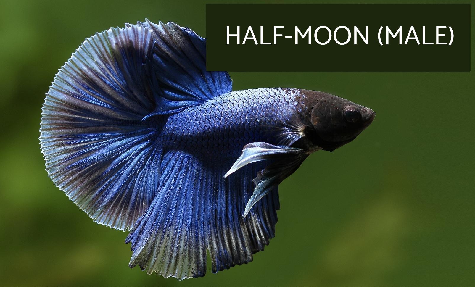 Types of Siamese Fighting Fish - With Pictures