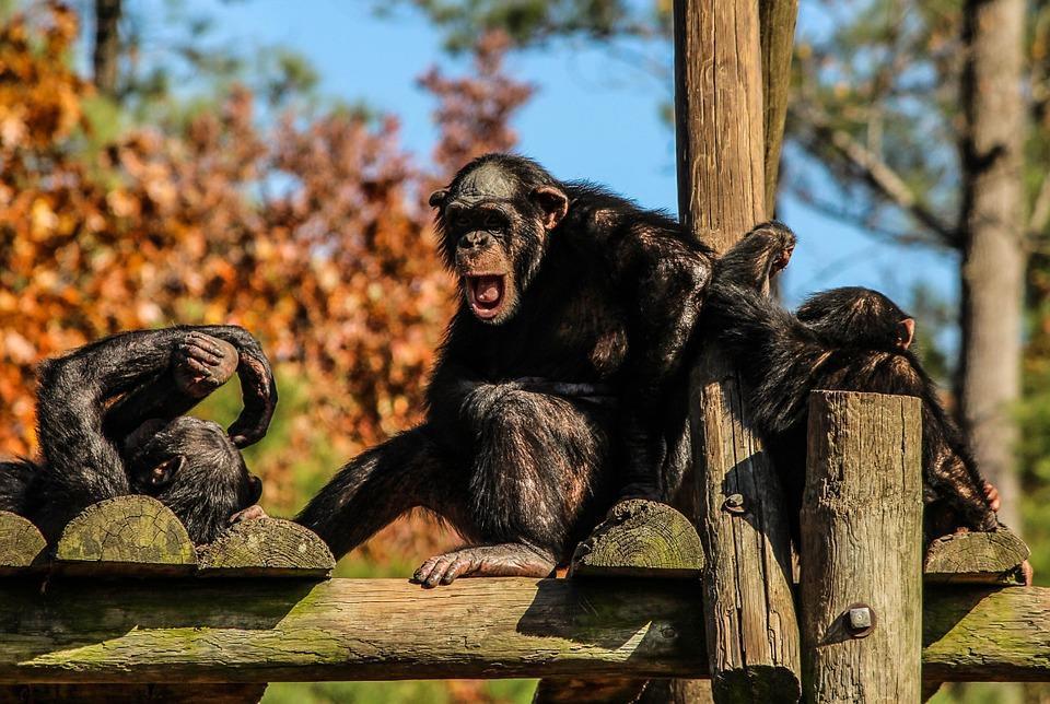 Similarities Between Humans and Chimpanzees - Behavior and Biology