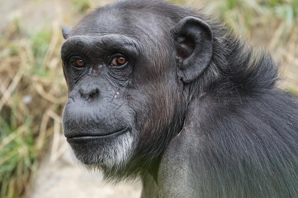 Similarities Between Humans and Chimpanzees - Behavior and Biology