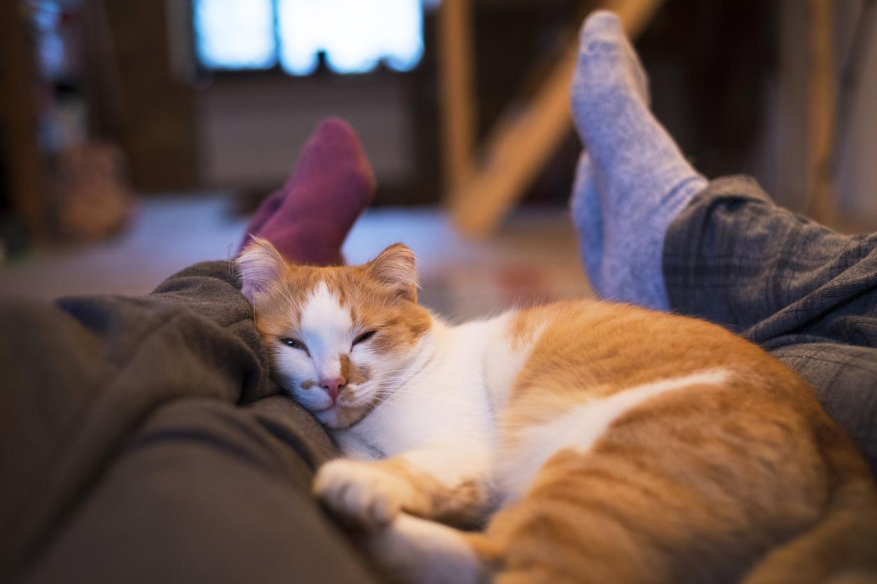Why My Cat Sleeps Between My Legs - 7 Reasons for Cats Resting on Legs