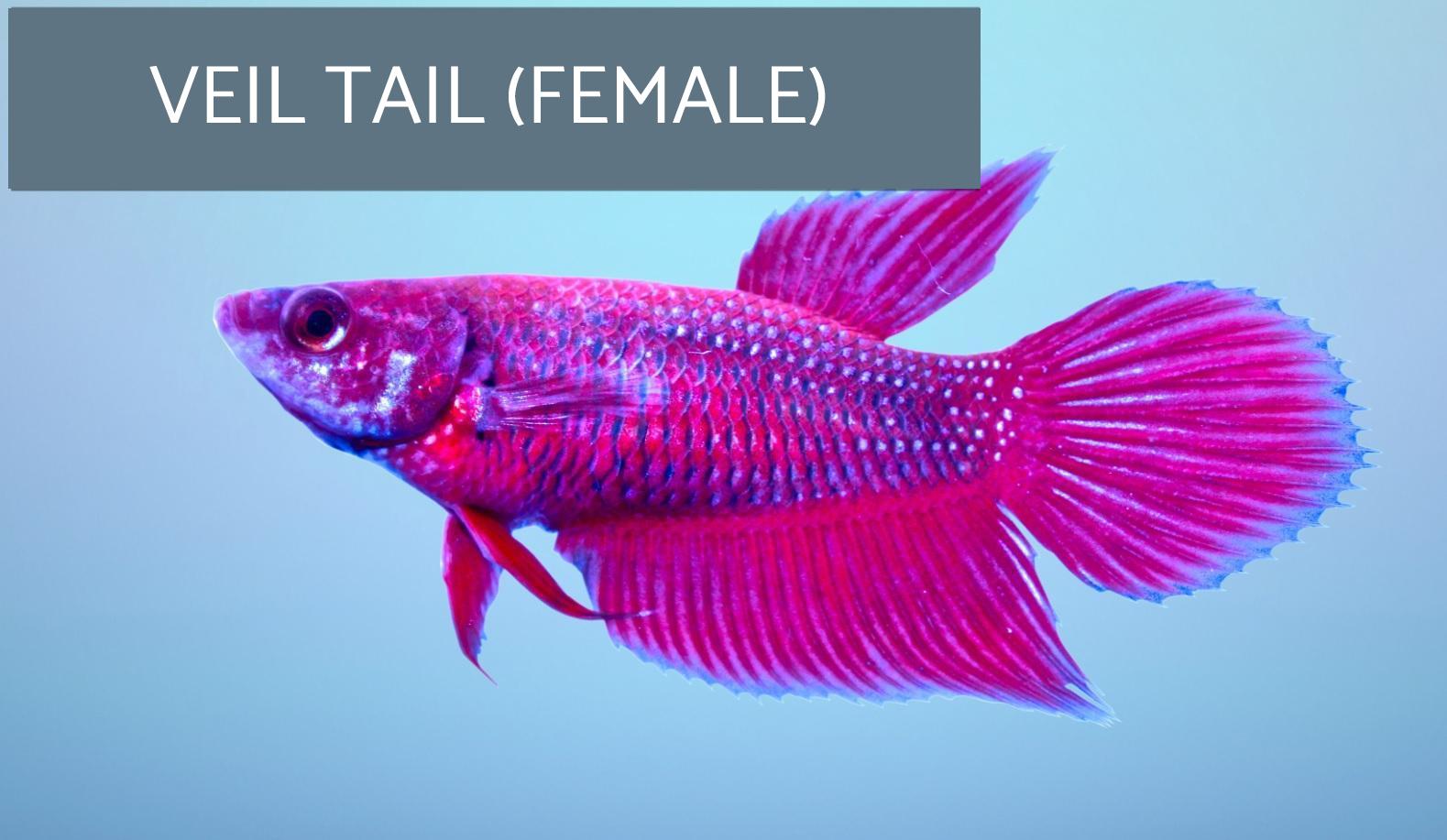 Types of Siamese Fighting Fish - With Pictures