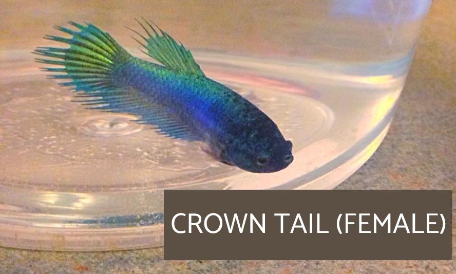 Types of Siamese Fighting Fish - With Pictures