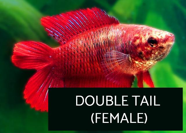 Types of Siamese Fighting Fish - With Pictures