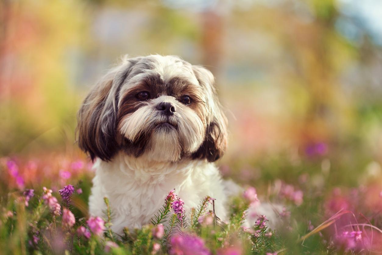 7 Shih Tzu Haircuts with Photos - Plus Hair Care Guide
