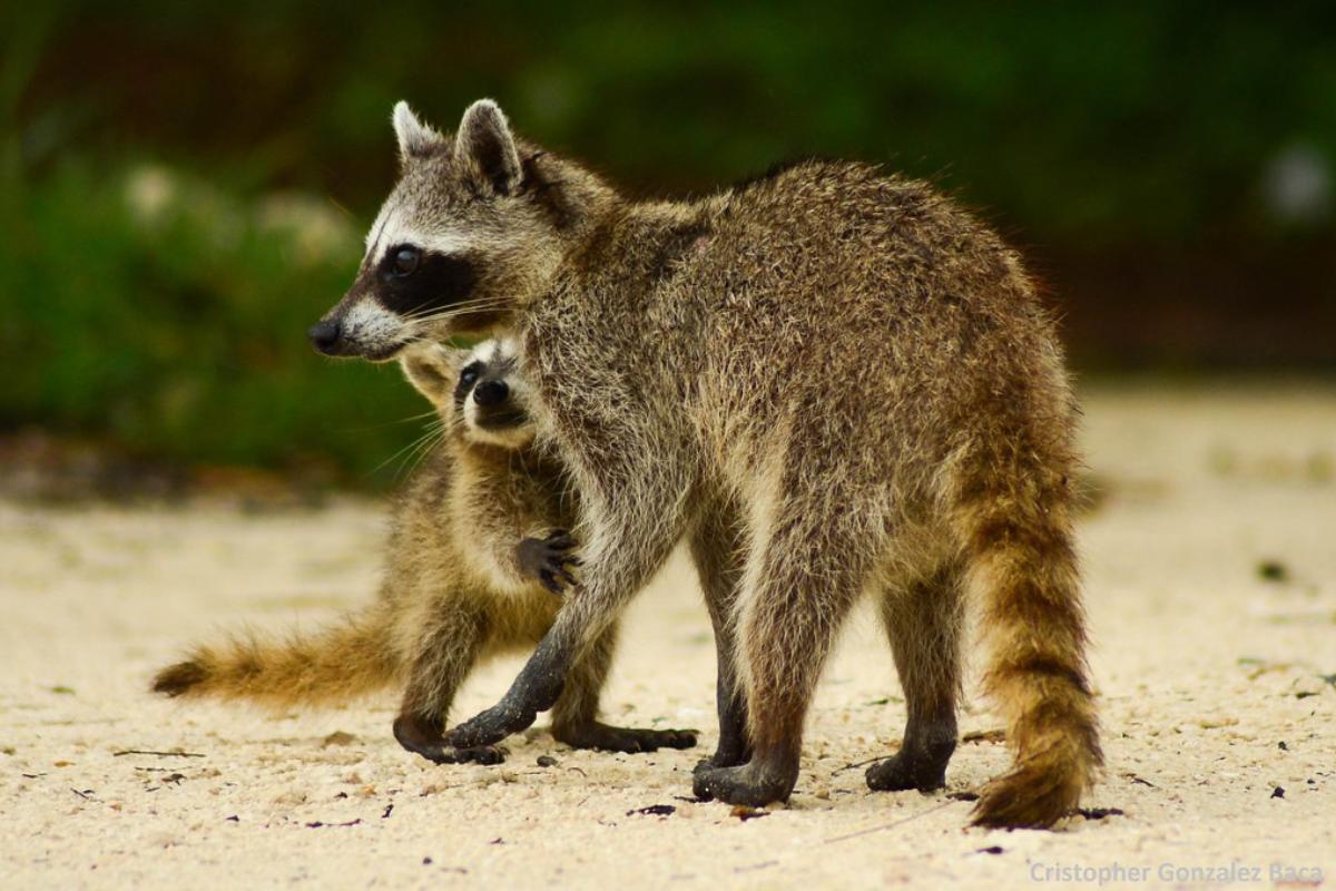 Exploring Different Raccoon Species - Characteristics and Photos