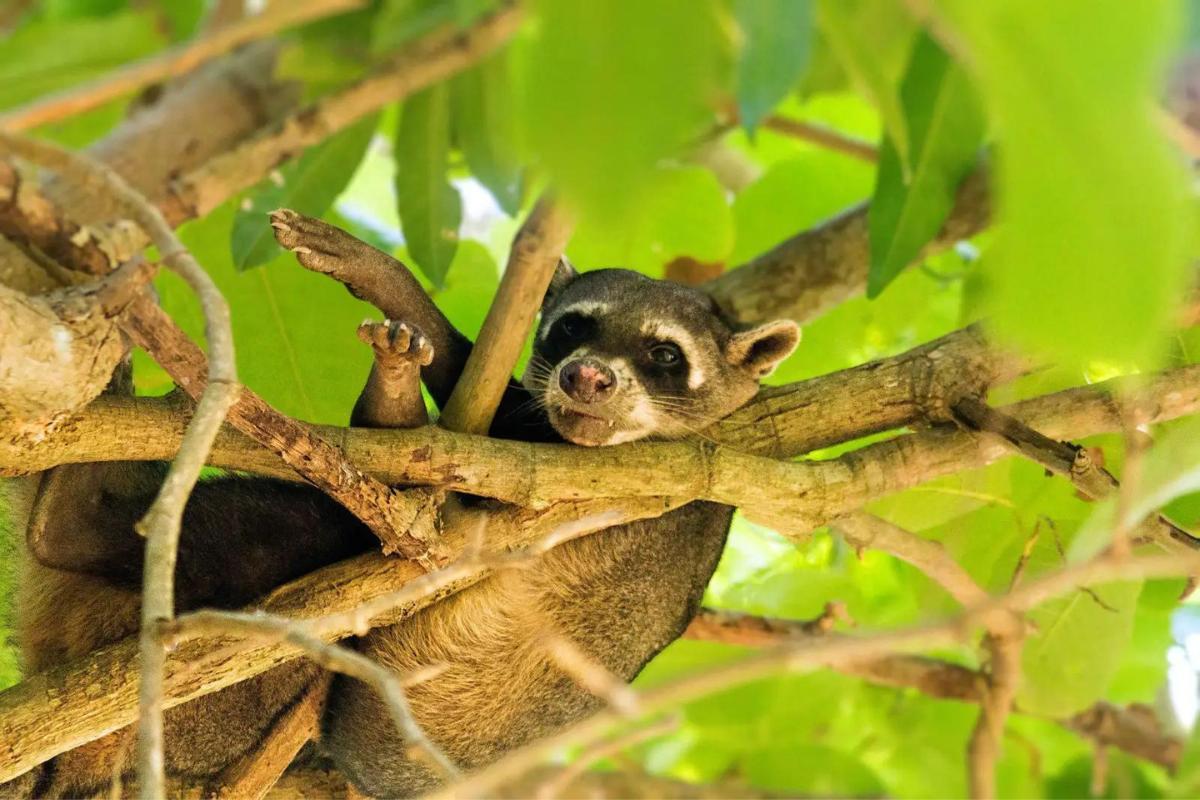 Exploring Different Raccoon Species - Characteristics and Photos