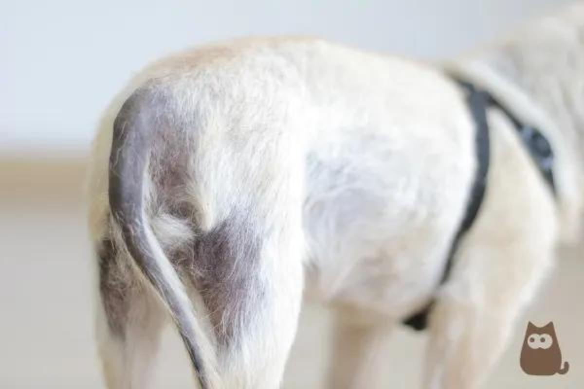 Blood Clots in Dogs - Causes and Treatment of Canine Thrombosis