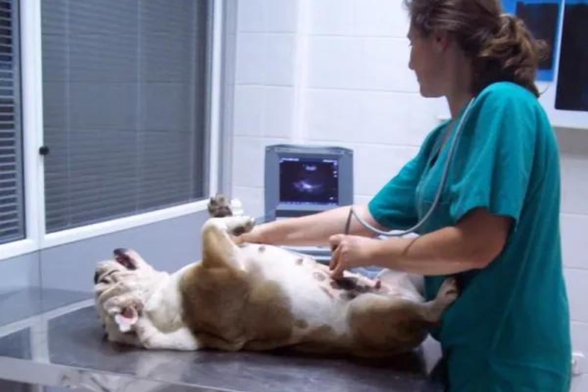 Blood Clots in Dogs - Causes and Treatment of Canine Thrombosis