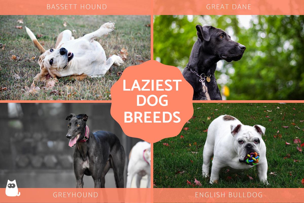 10 Laziest Dog Breeds - Low-Energy Dog Breeds With Photos