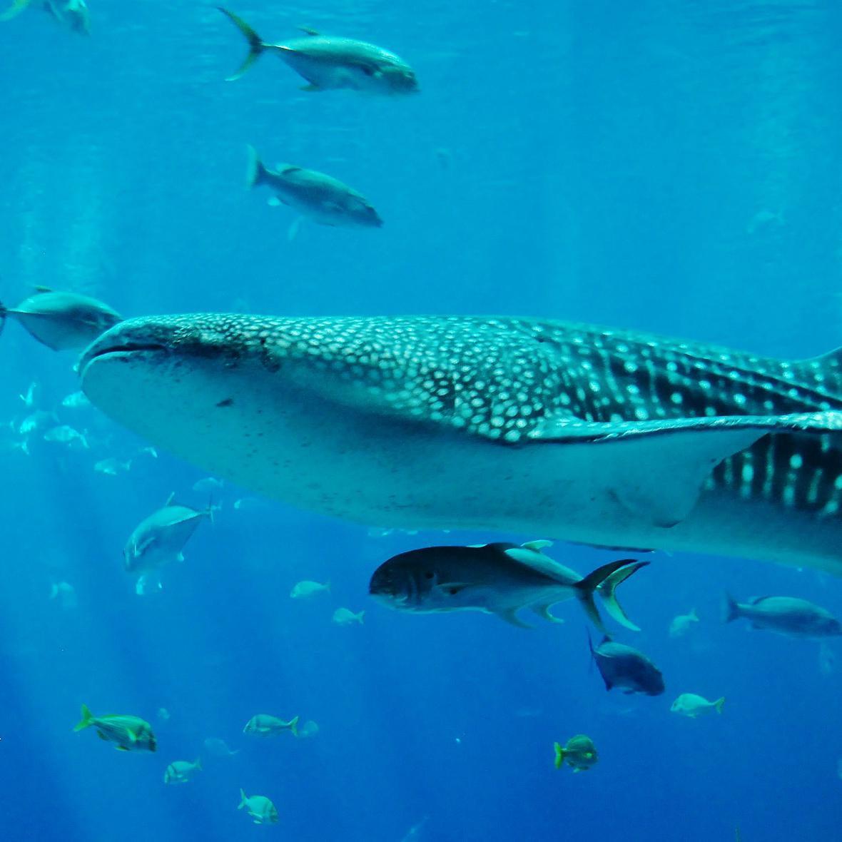 Dietary Habits of the Whale Shark