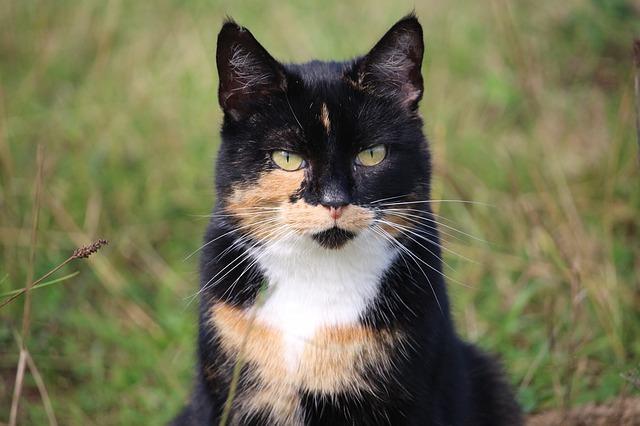 Japanese Names for Male Cats - With Meanings