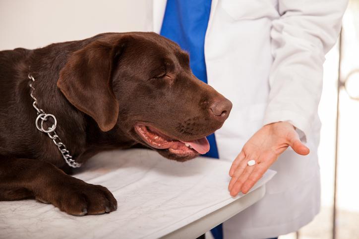My Dog Has a Lump - Types, Causes, Diagnosis and Treatment of Lumps in Dogs
